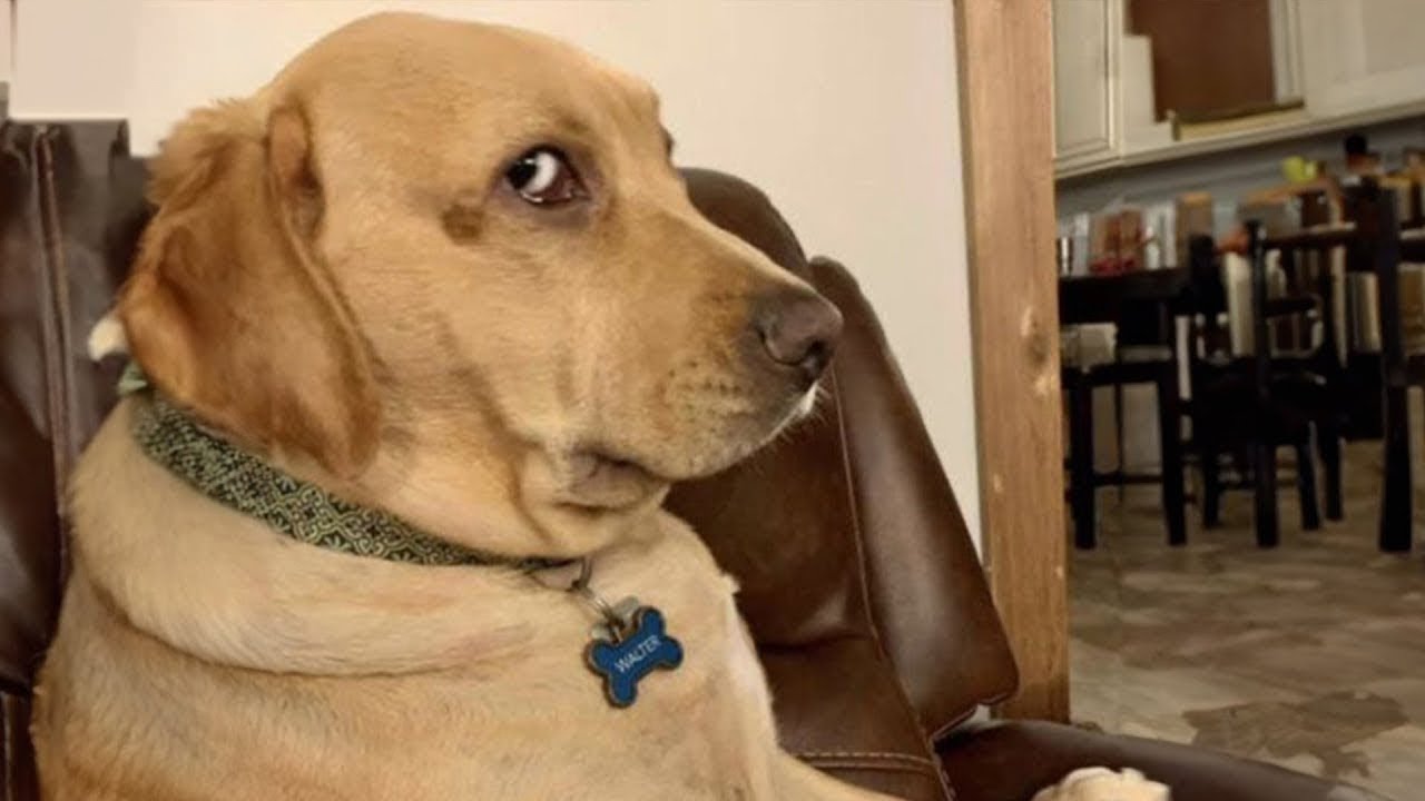 This Dog Is More Dramatic Than a Drama Queen – Funny Dog Reaction