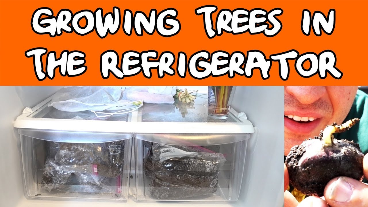 Sprouting chestnuts and acorns without spending any money