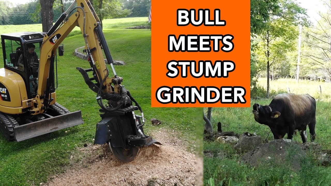 Grinding a stump dangerously close to an angry bull