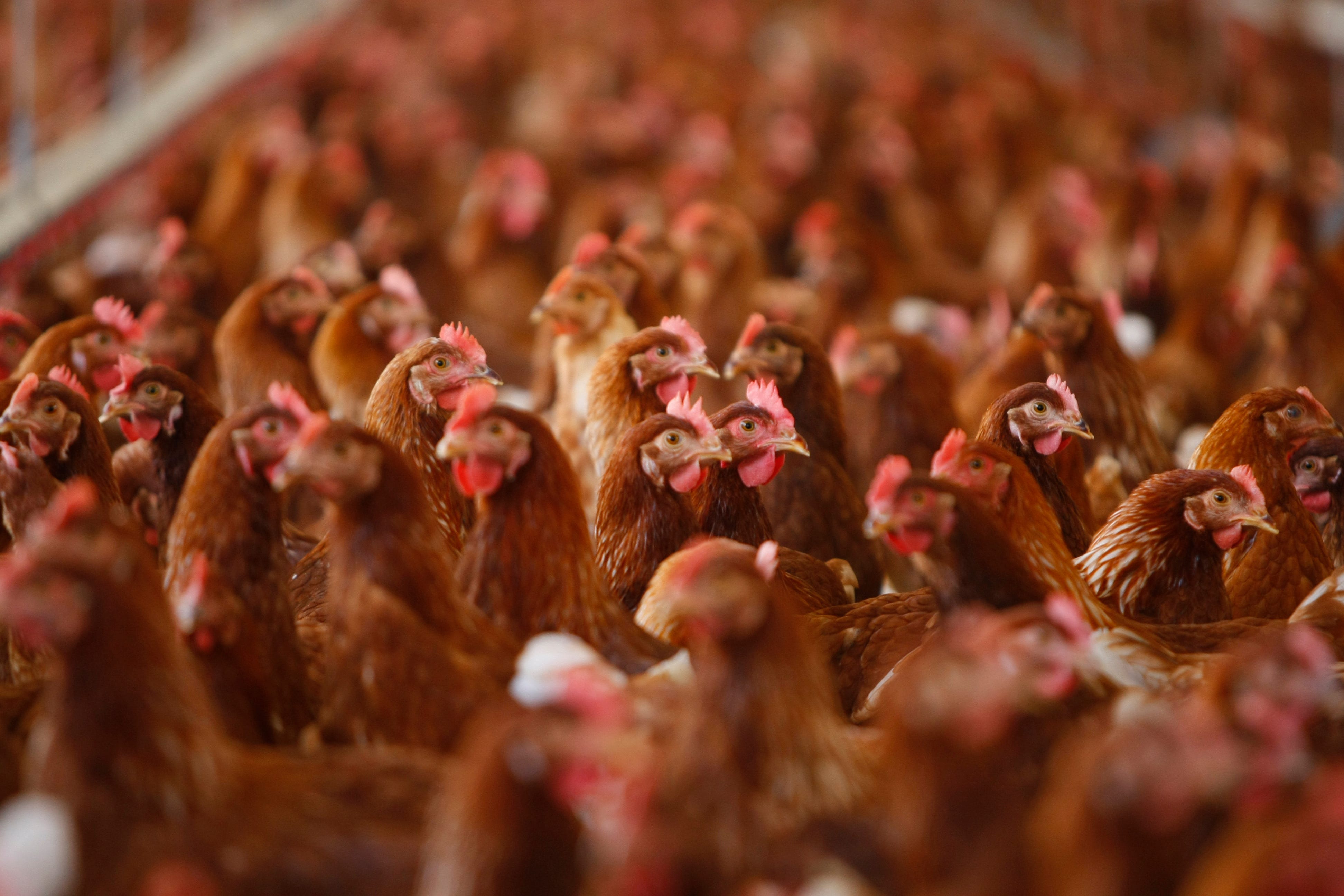 Nevada restores cage-free hen mandate as egg prices fall