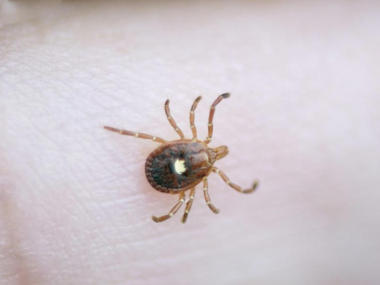 How to prevent tick bites