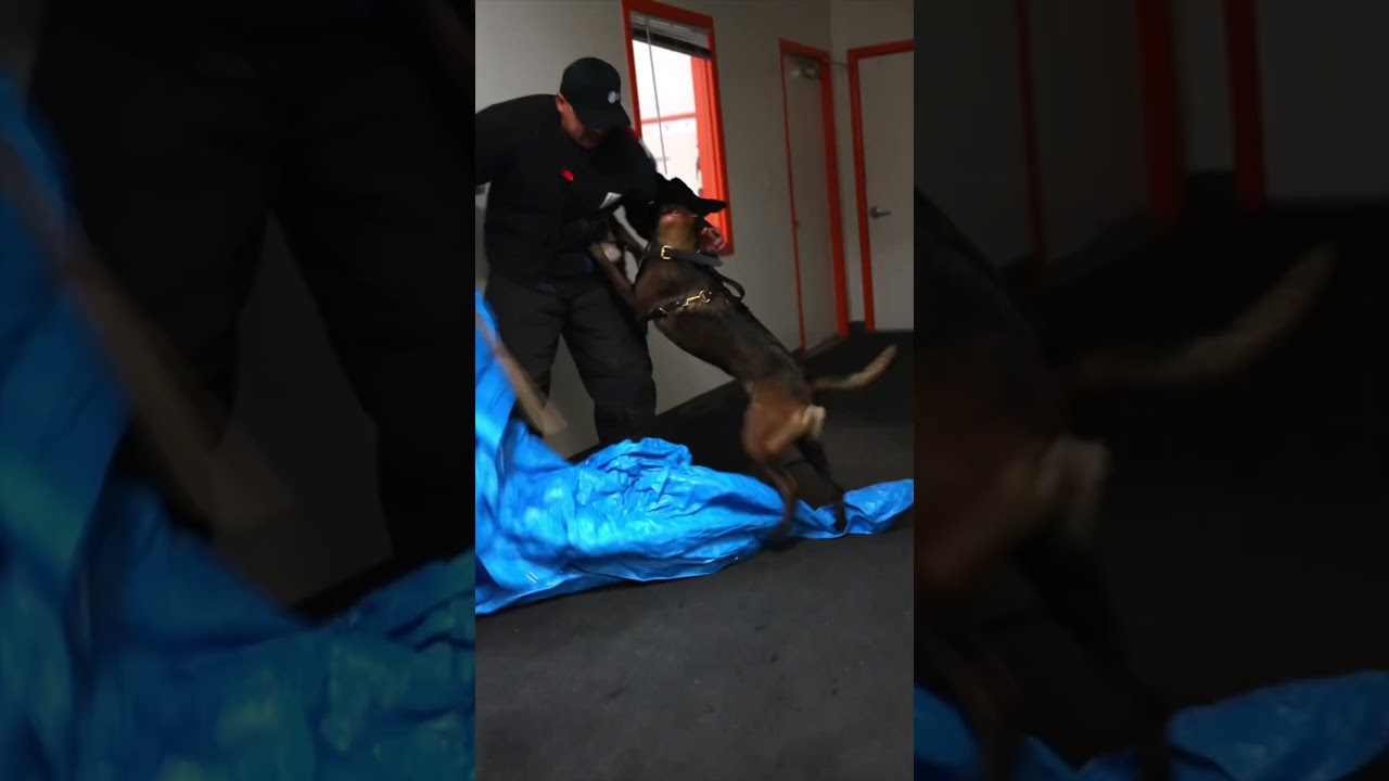 See a fully trained protection dog who keeps his owner safe