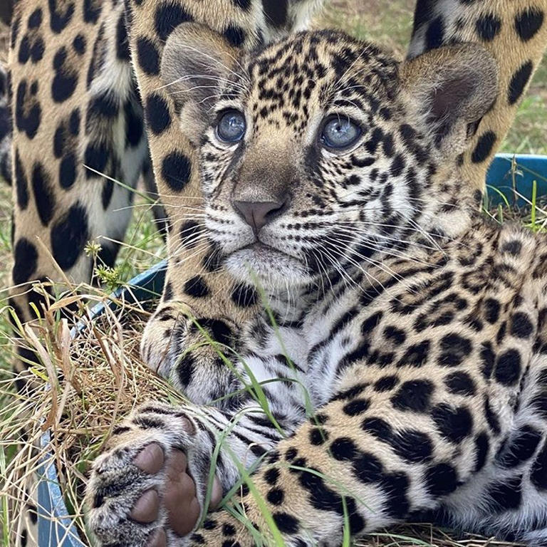 Spring things to do: 2 Florida zoos chosen by readers as 10 best in the ...