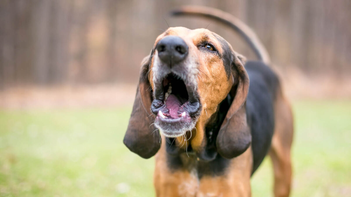 13 quirky things dogs like to do when they think they're alone