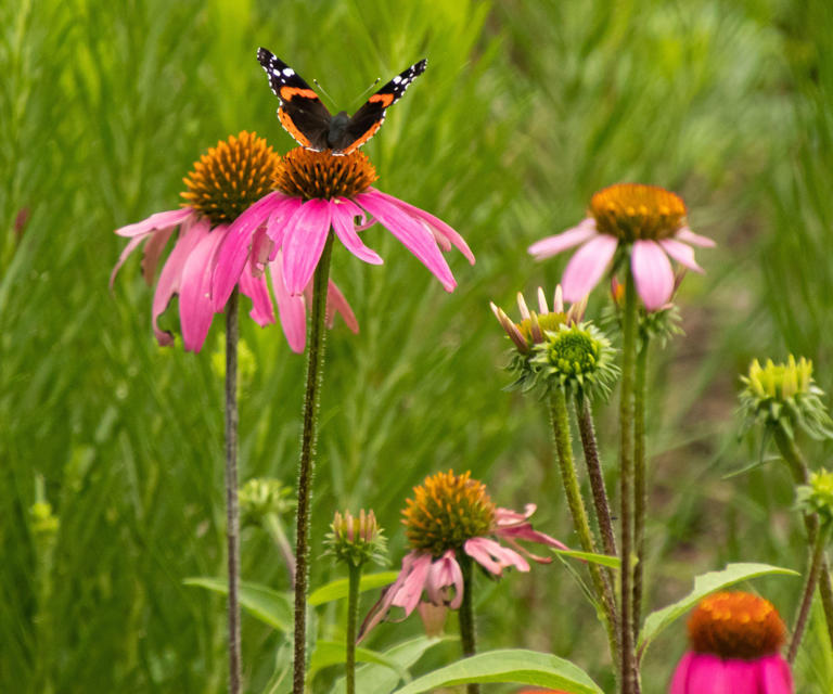 How to fertilize coneflowers – what I do as a professional gardener for ...