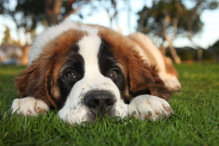 Big Dogs 2025: Hereare the 11 biggest breeds of adorable dog in the ...