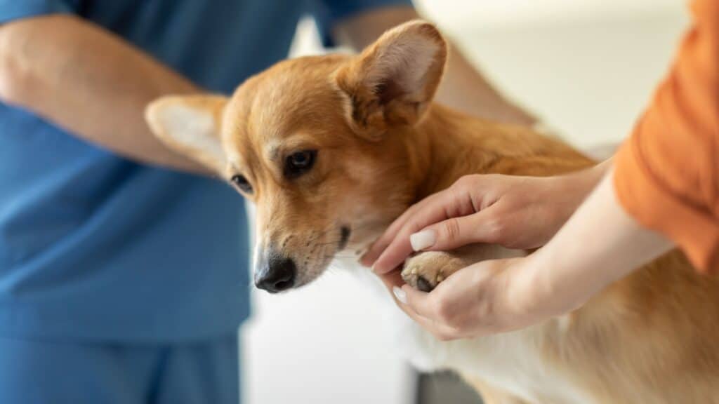 How to Adopt a Dog the Right Way: Avoiding Common Pitfalls and Finding ...