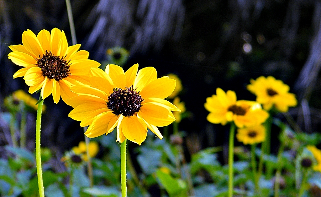 10 Reasons Your Sunflowers Are Struggling To Grow