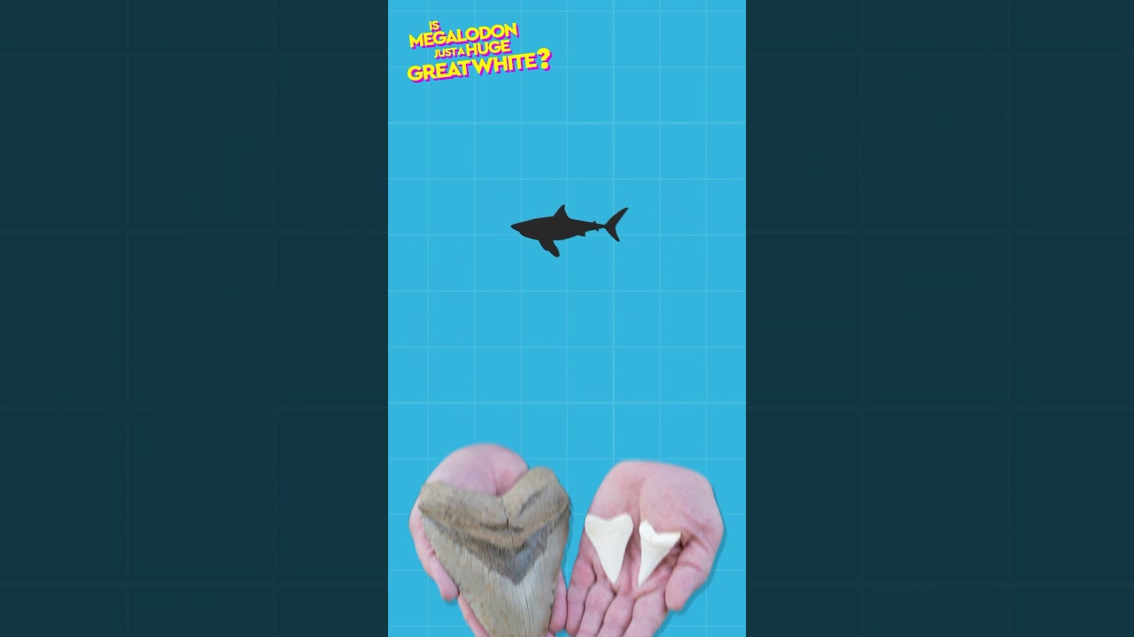 See if megalodon was just a giant version of a great white shark