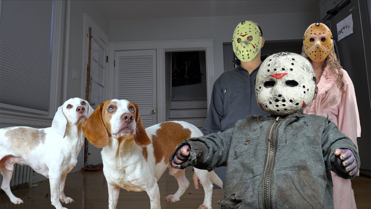 Baby Jason learns who’s boss from fearless pets