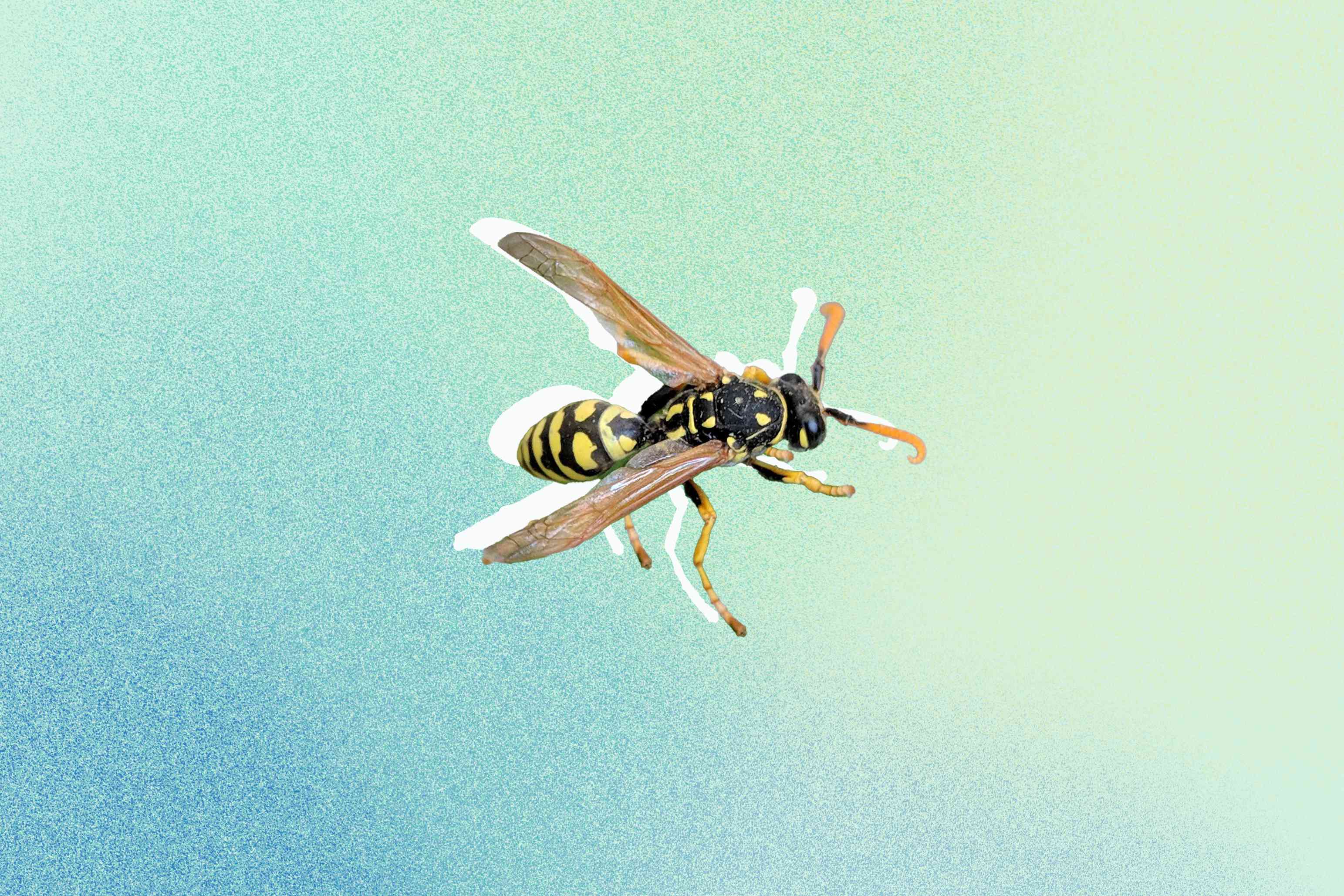 How to Get Rid of Ground Wasps—Without Getting Stung—According to Pest Pros