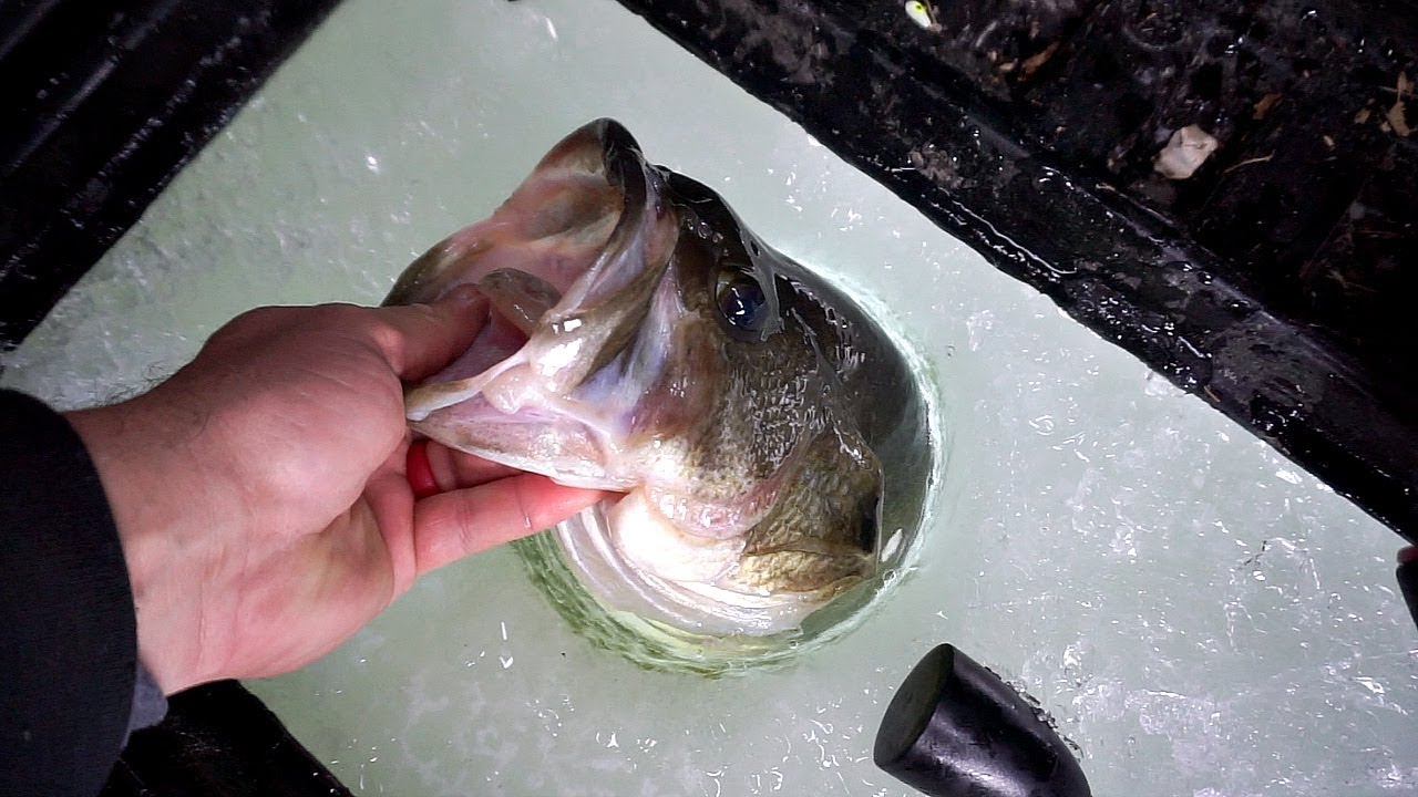 Giant bass barely squeeze through hole during pond ice fishing