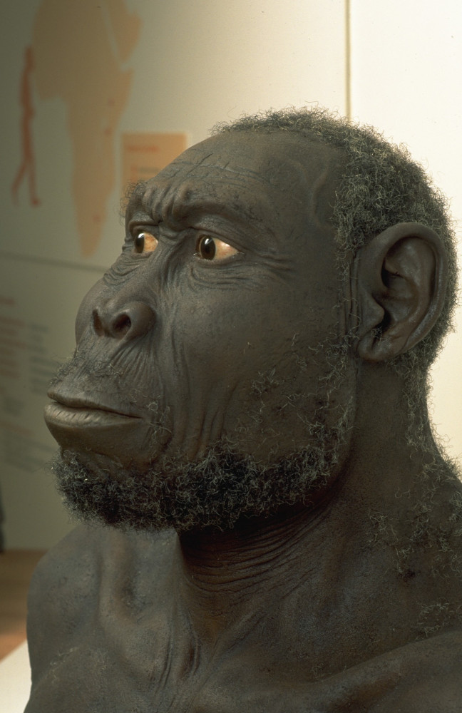 Extinct human species: how different were they from us?