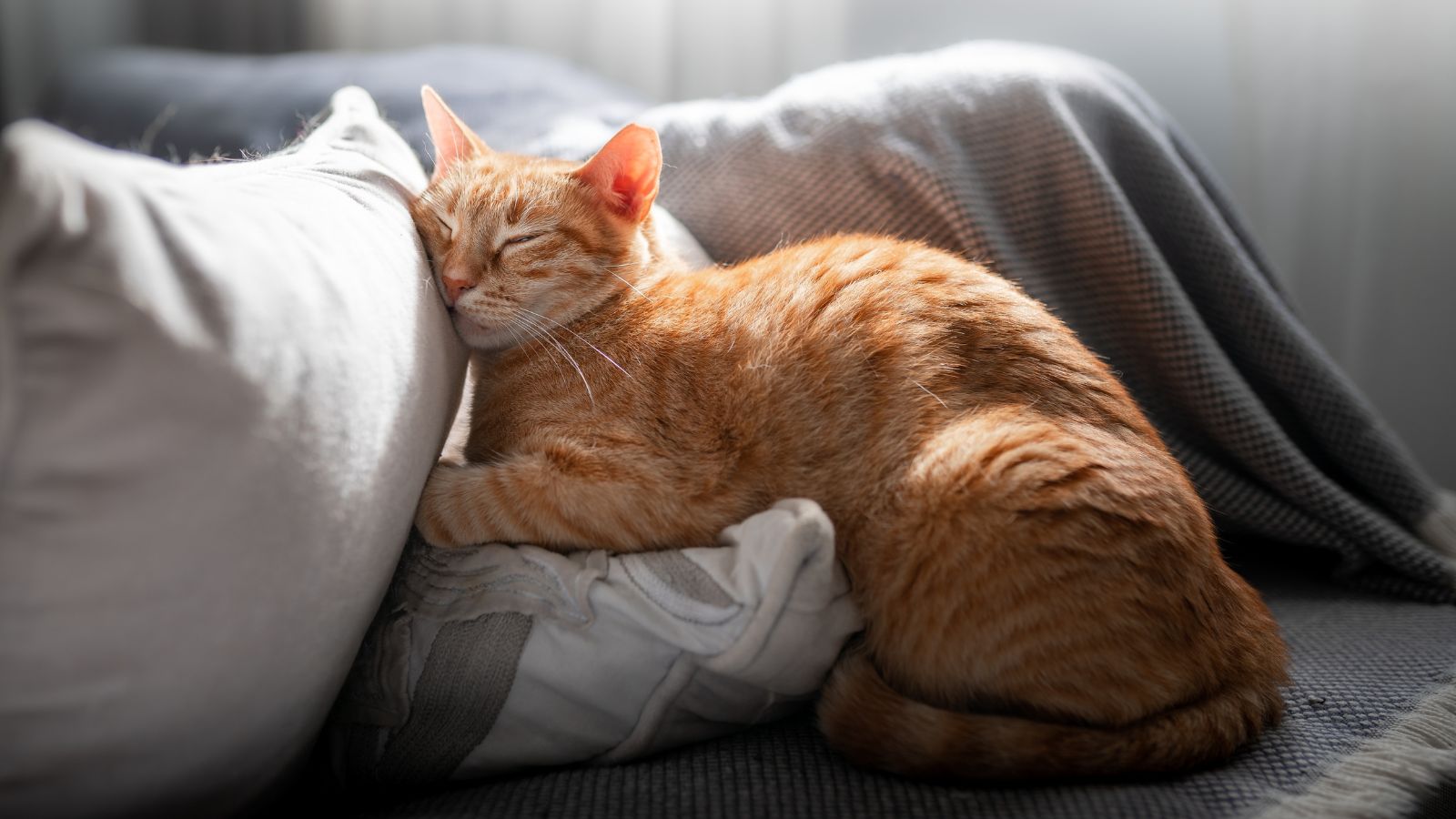 Design a Pet Friendly Space with Stylish Solutions