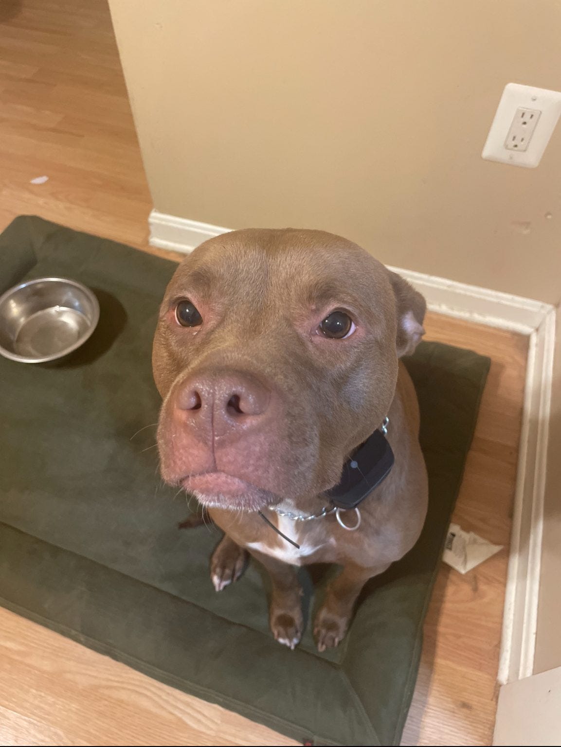 Dover Twp. man sentenced to 2-4 years in prison for beating dog to ...