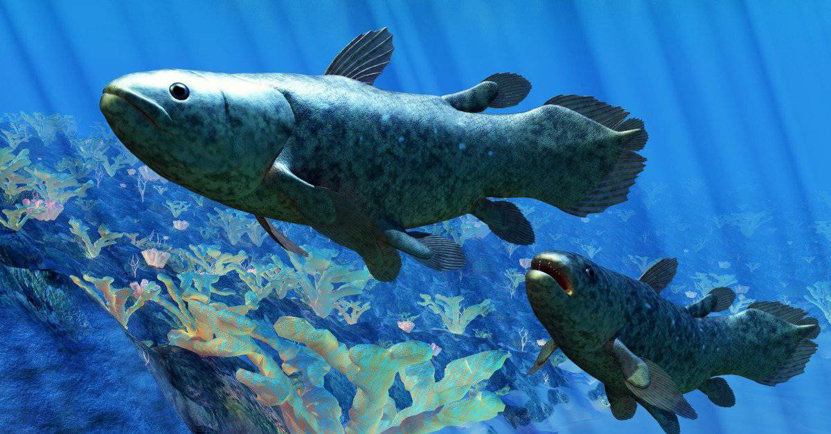 10 Animals Considered “Living Fossils”