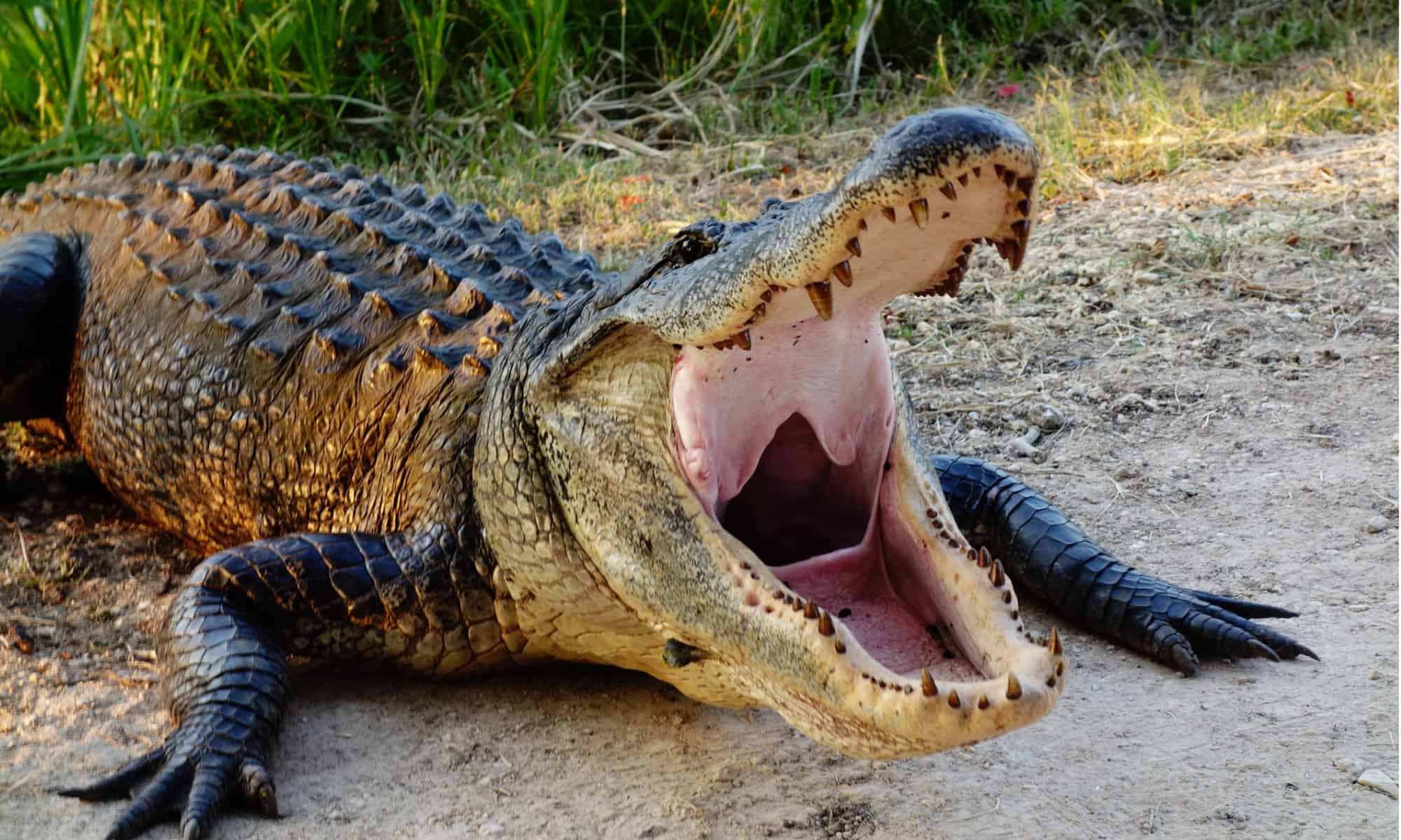 Witness a Fisherman’s Close Call With an Angry Gator