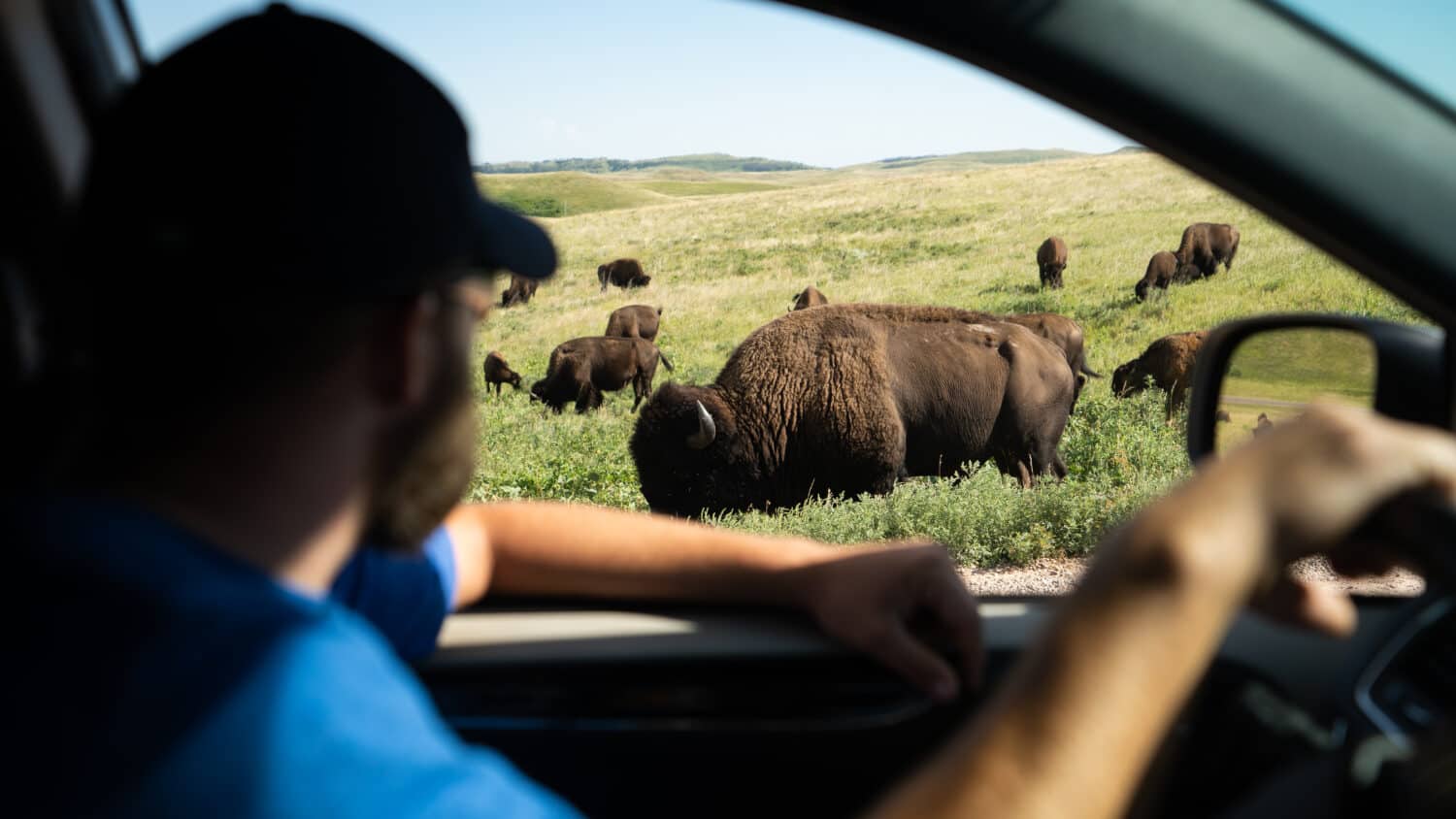Yellowstone Park Ranger Offers Safety Tips For Bison Encounters
