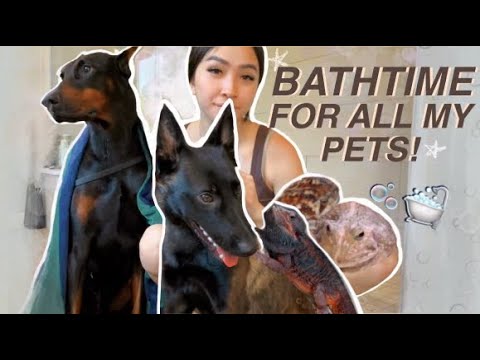The challenge of giving 11 different pets a bath at once