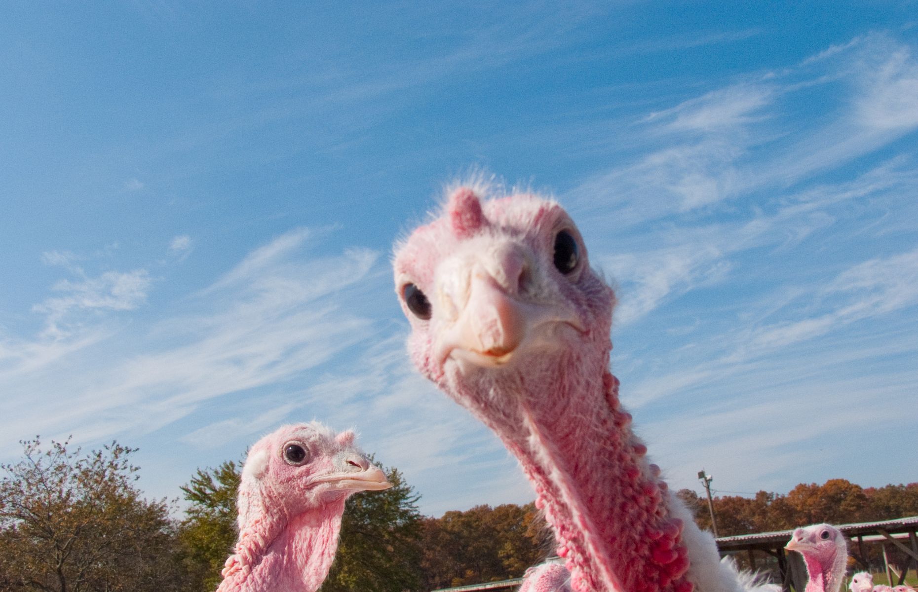 Animals that will make you question evolution