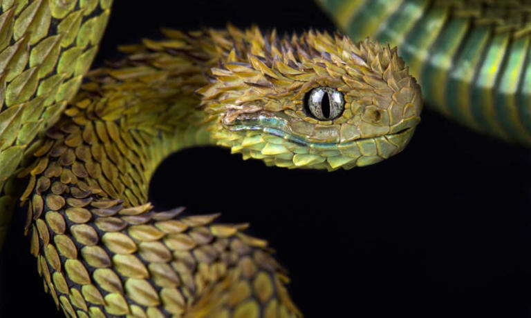 15 Snakes with the Most Stunning Eyes in the World