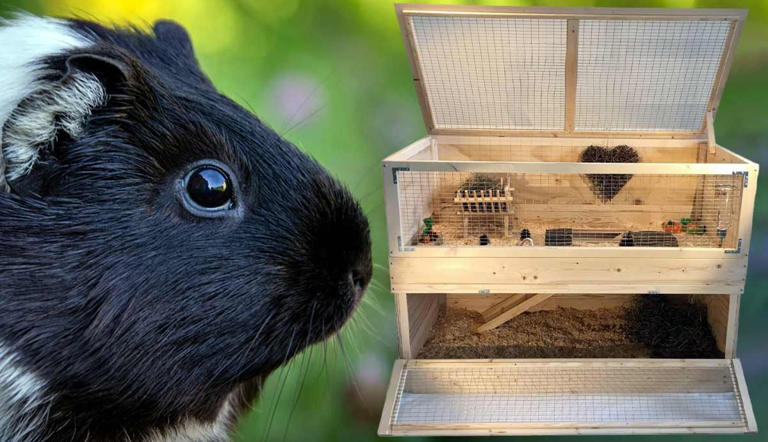 Setting Up Your Guinea Pig Cage: A Complete Guide Setting Up Your Guinea Pig Cage: A Complete Guide