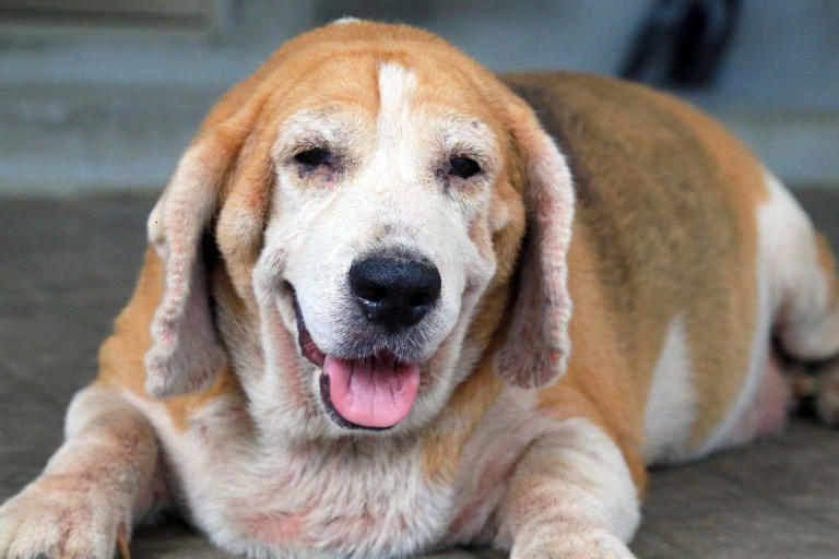 Dog Livespans 2024: Here are the 10 breeds of adorable dog who live the ...