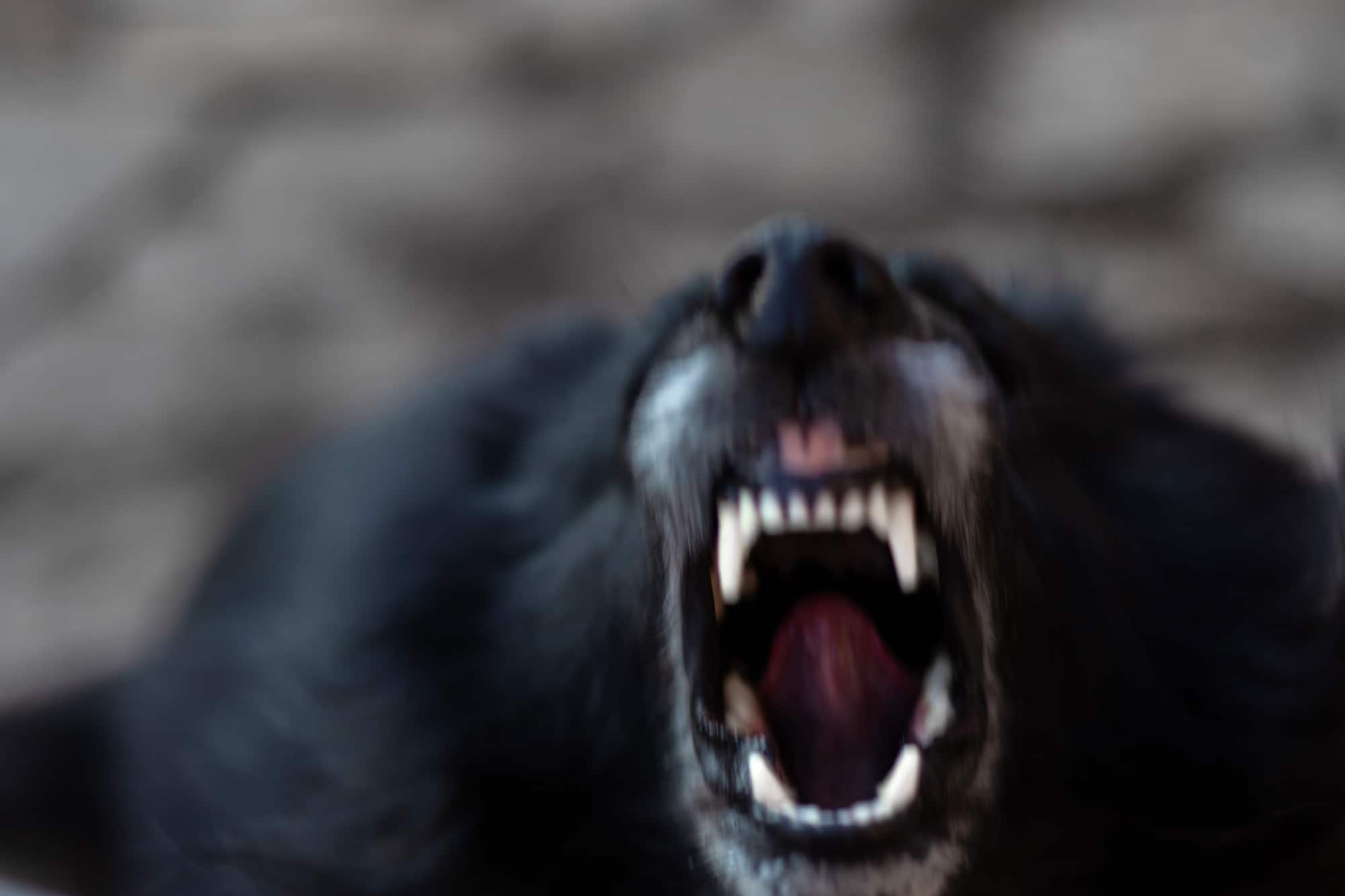 Expert advice on avoiding bear attacks during outdoor adventures