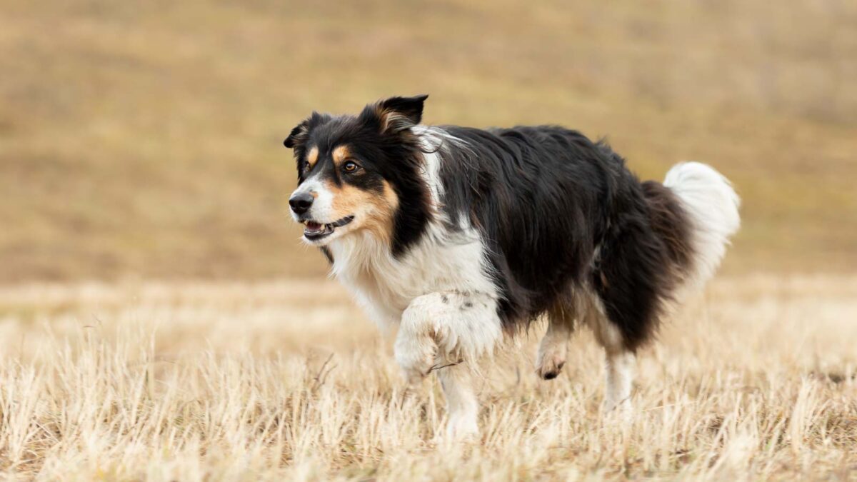 11 Dog Breeds Known For Their Incredible Endurance