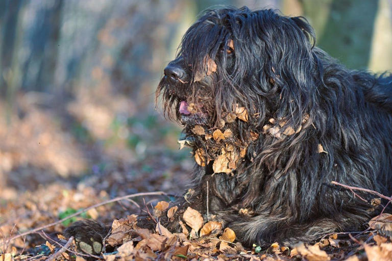Chilled Dogs: The are the 10 most calm and gentle breeds of adorable ...