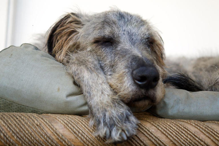 Calm and Gentle Dogs 2025: These are 10 of the most chilled breeds of ...