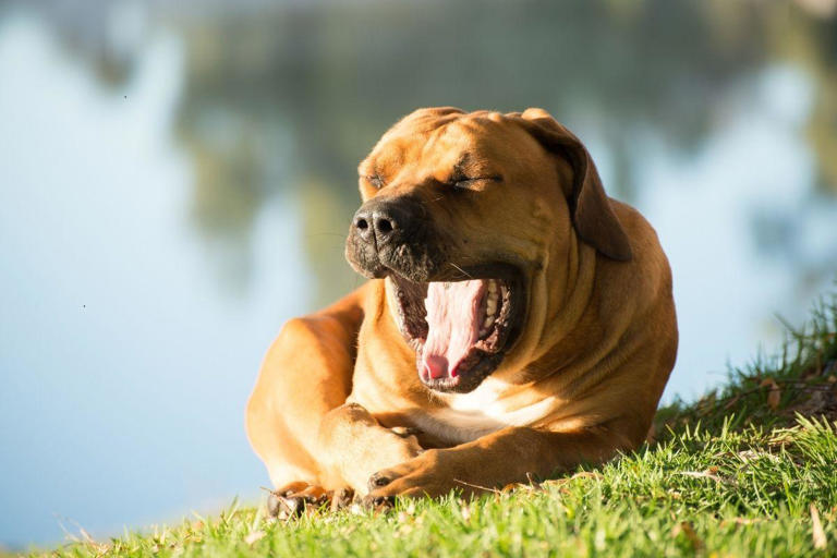 What are the most relaxed dogs? Here are the 10 calm and gentle breeds ...