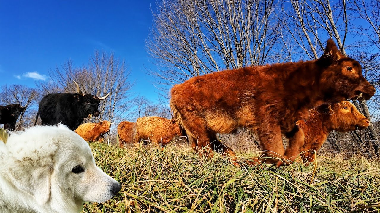 The Great 2023 Cattle Drive: Barn or Bust on Our Busy Farm