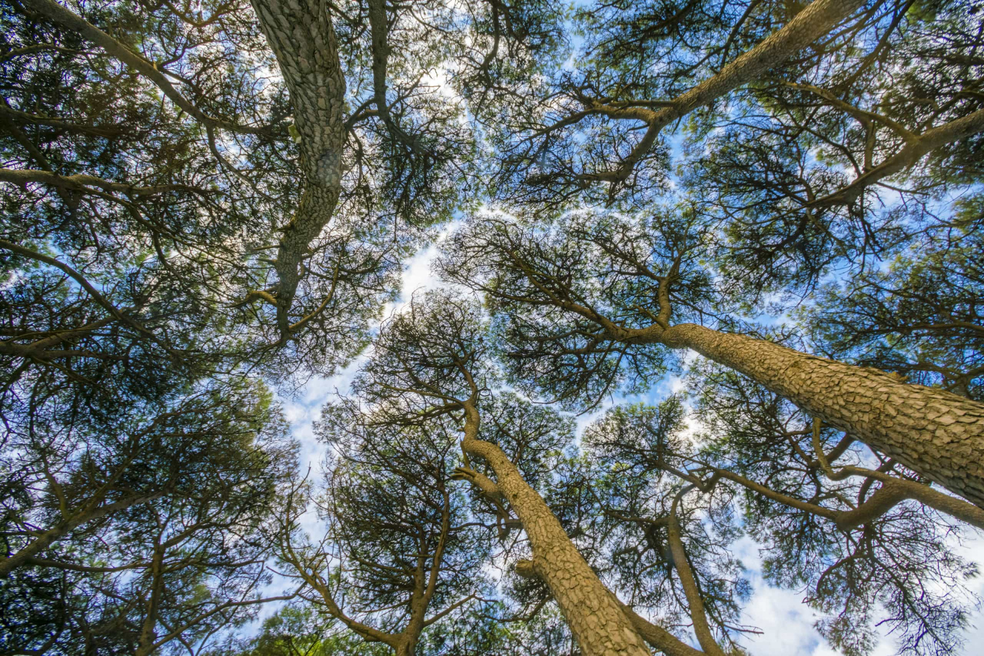 Crown shyness: Ein faszinierendes Naturphänomen