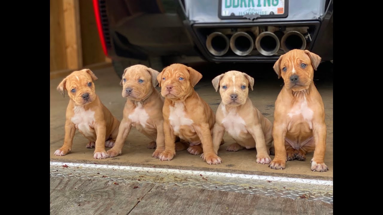 How I Choose My Keeper Puppies from a Million Dollar Litter