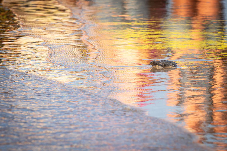 Want to see baby sea turtles released on the beach? Here are the first ...