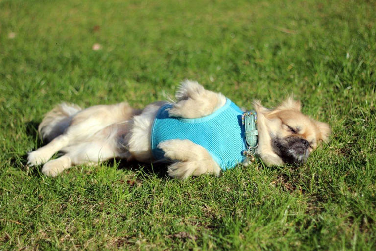 Calm and Gentle Dogs 2025: These are 10 of the most chilled breeds of ...