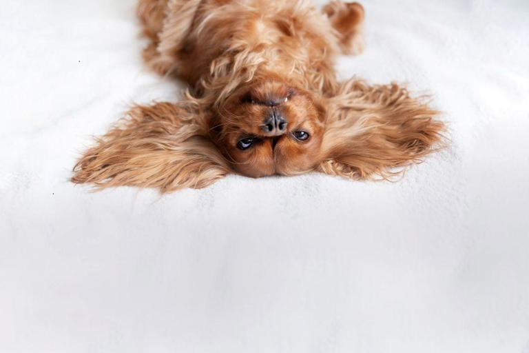 What are the most relaxed dogs? Here are the 10 calm and gentle breeds ...