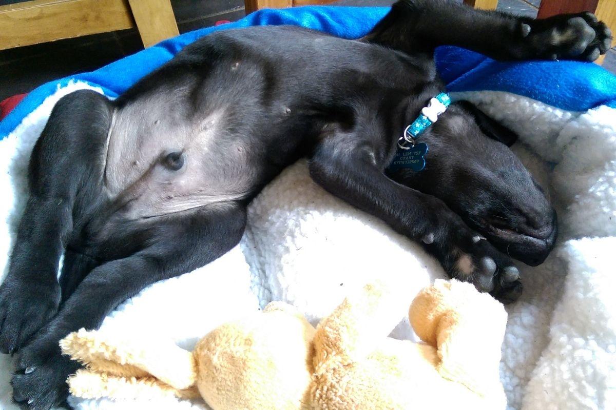 What are the most relaxed dogs? Here are the 10 calm and gentle breeds of adorable dog ...