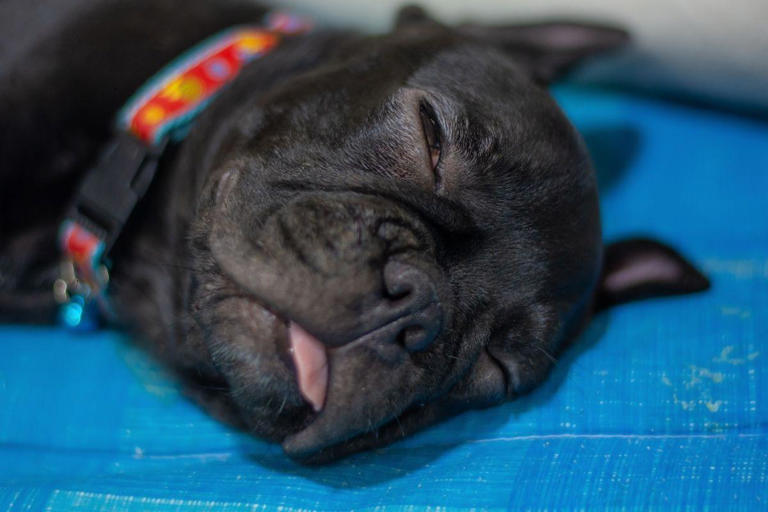 What are the most relaxed dogs? Here are the 10 calm and gentle breeds ...