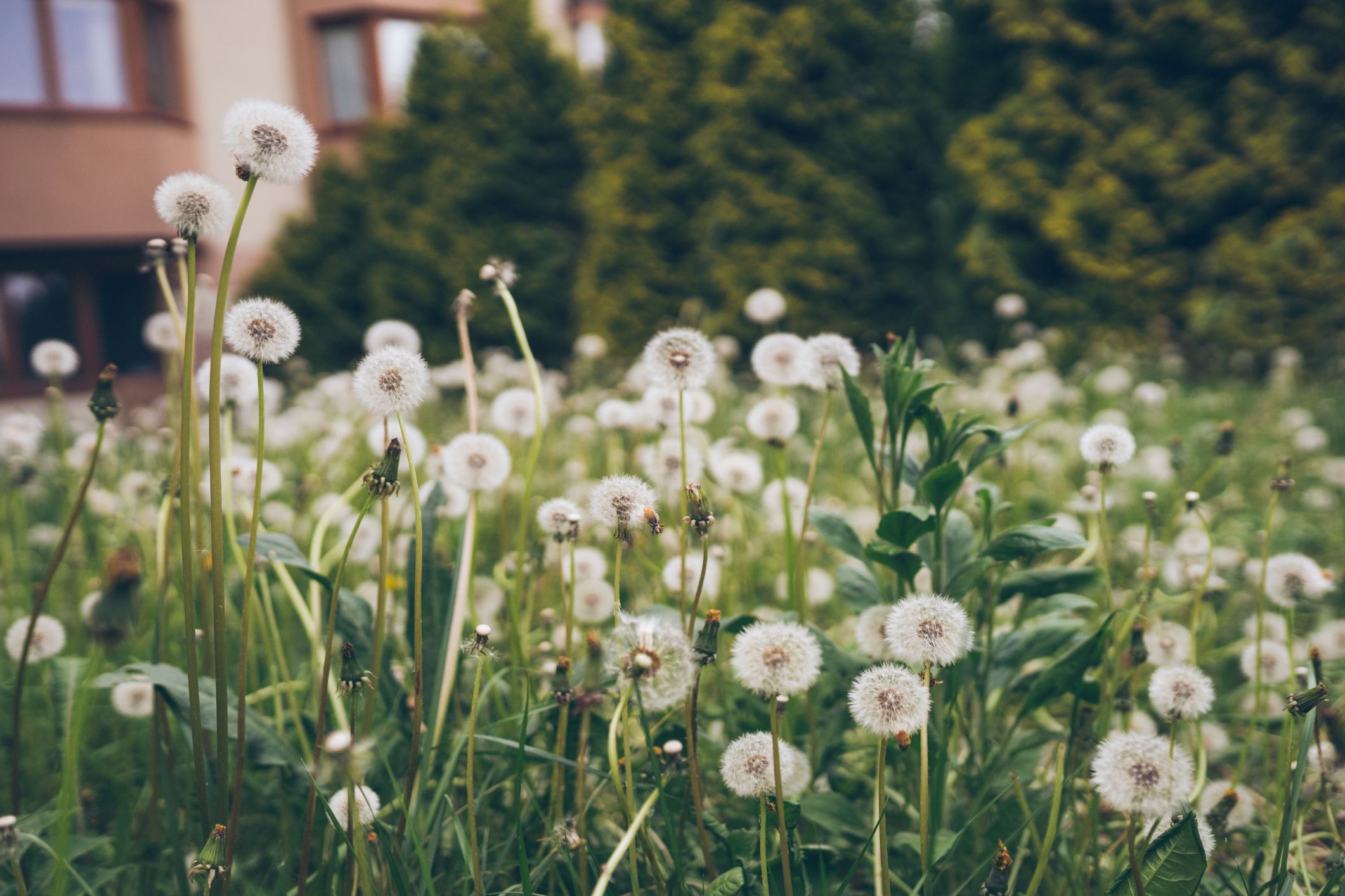 We Figured Out How to Kill the 25 Most Common Weeds Taking Over Your Lawn