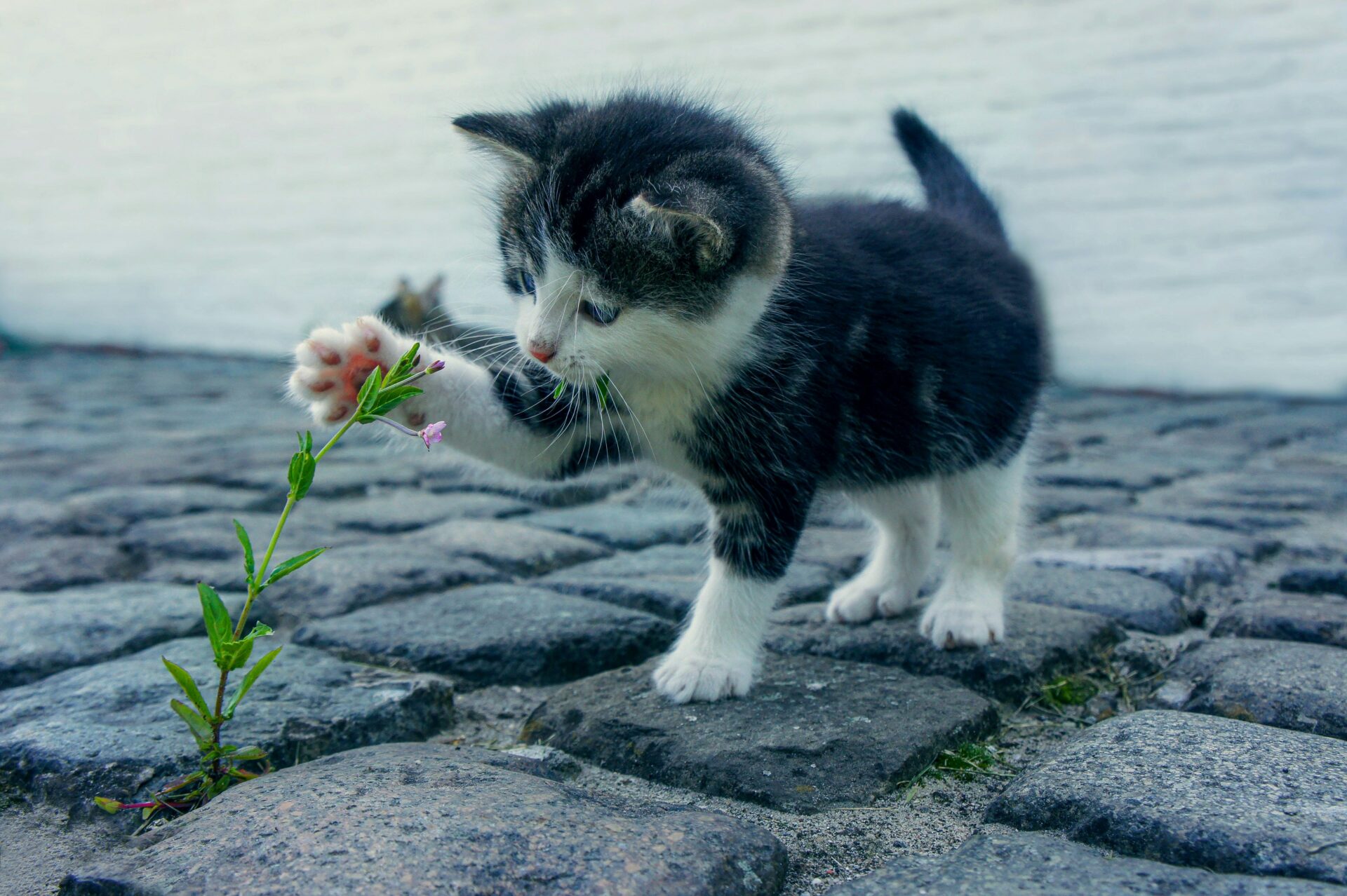 10 indoor plants safe for cats (and 5 to avoid)
