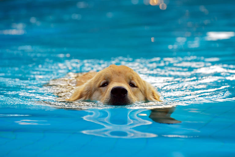 Gorgeous Golden Retriever Puppy’s First Splashy Swim Lesson Is Giving ...