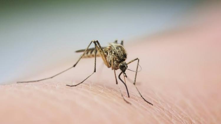 Idaho state veterinarian urges horse owners to vaccinate against West Nile