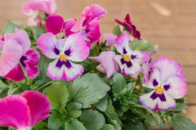 Plant these 7 flower seeds now to enjoy gorgeous summer blooms in your ...