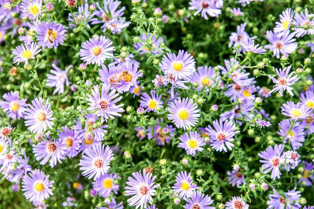 5 Common Flowers You Should Plant in August for More Blooms All Through ...
