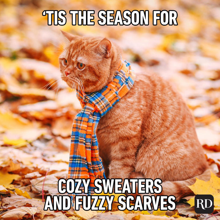 40 Funny Fall Memes That Perfectly Sum Up Autumn’s Humor