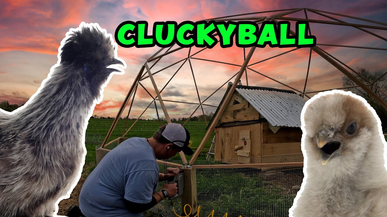 Building unusual chicken coop tests farm ingenuity