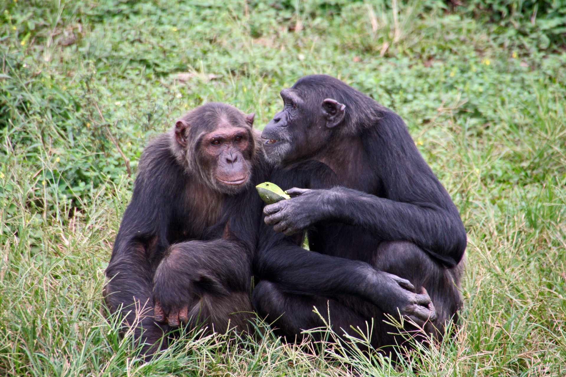 30 animals with surprisingly human traits