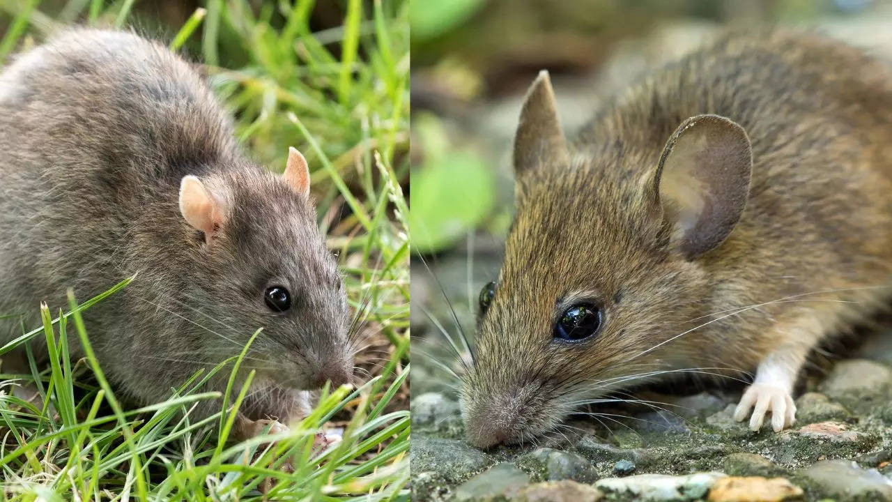 Rat Vs Mouse: Major differences, identification and more Rat Vs Mouse: Major differences, identification and more